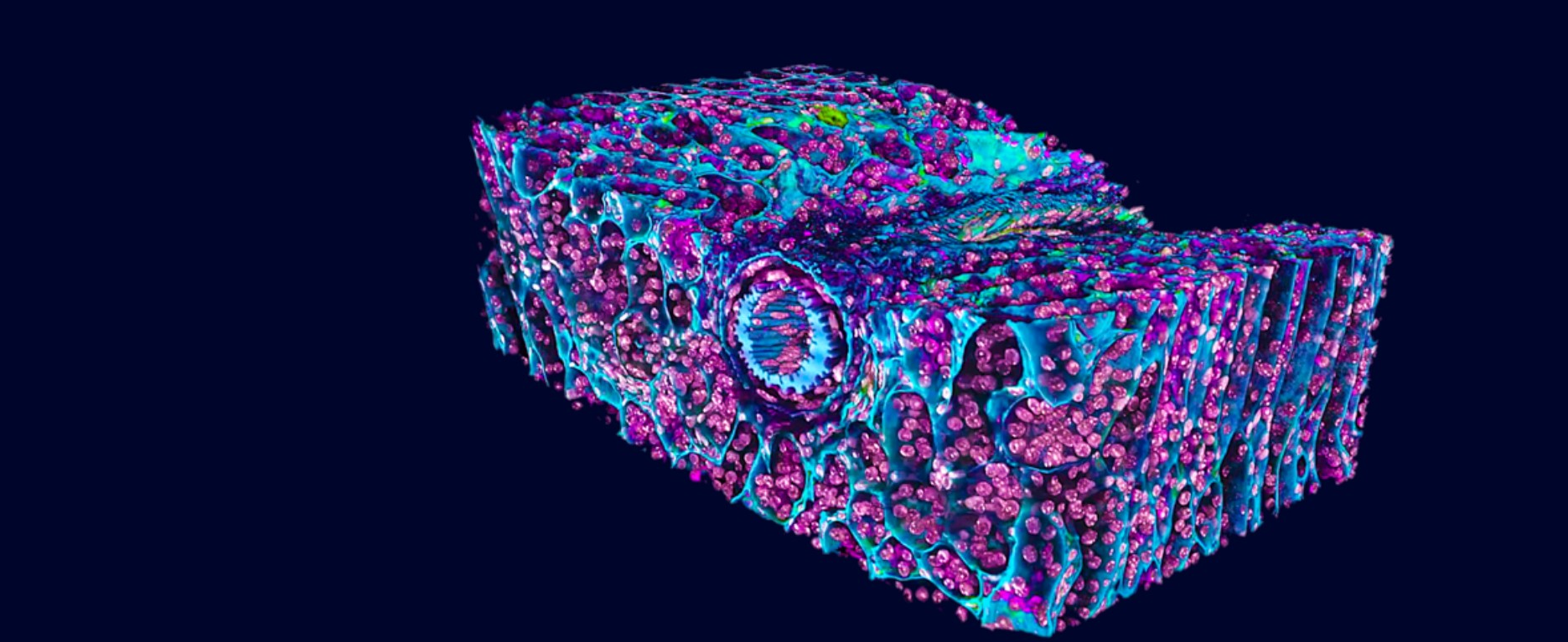 Visualizing Brains, Plants, and Salamanders in 3D: University of ...
