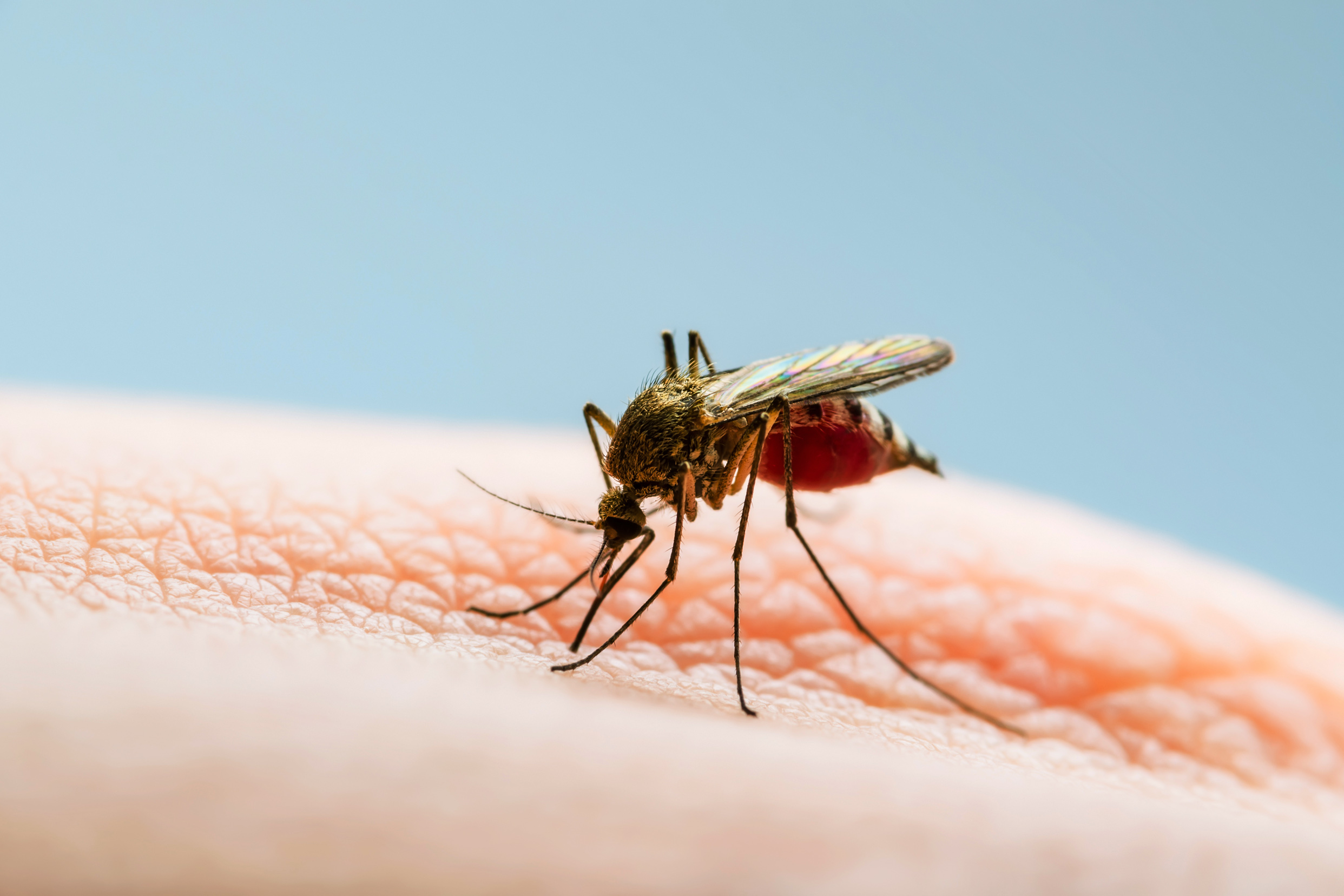 HDT Bio’s repRNA/LION Technology Licensed by MalarVx for Novel Malaria ...